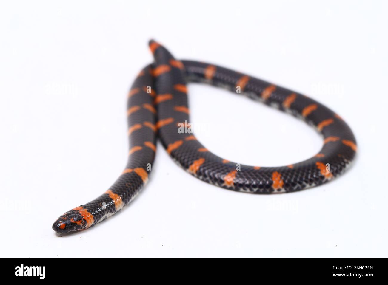 Cylindrophis ruffus hi-res stock photography and images - Alamy