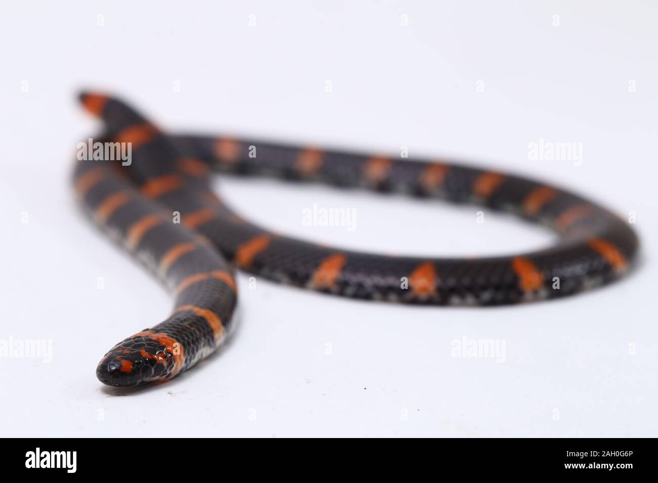 Red-tailed pipe snake (Scientific name Cylindrophis ruffus) isolate on ...