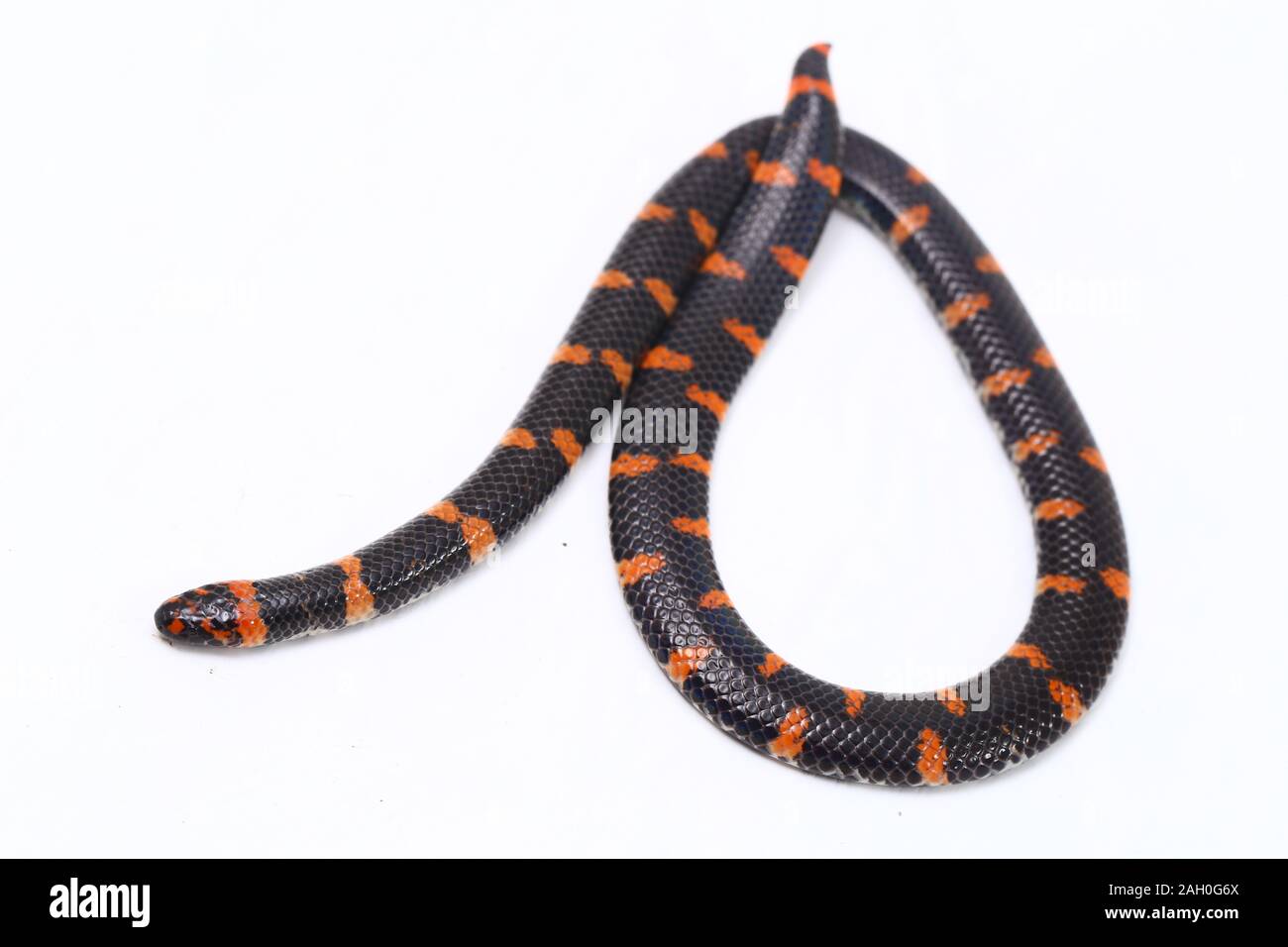 Red tailed pipe snake hi-res stock photography and images - Alamy