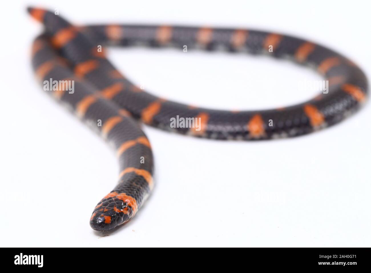 Red-tailed pipe snake (Scientific name Cylindrophis ruffus) isolate on ...