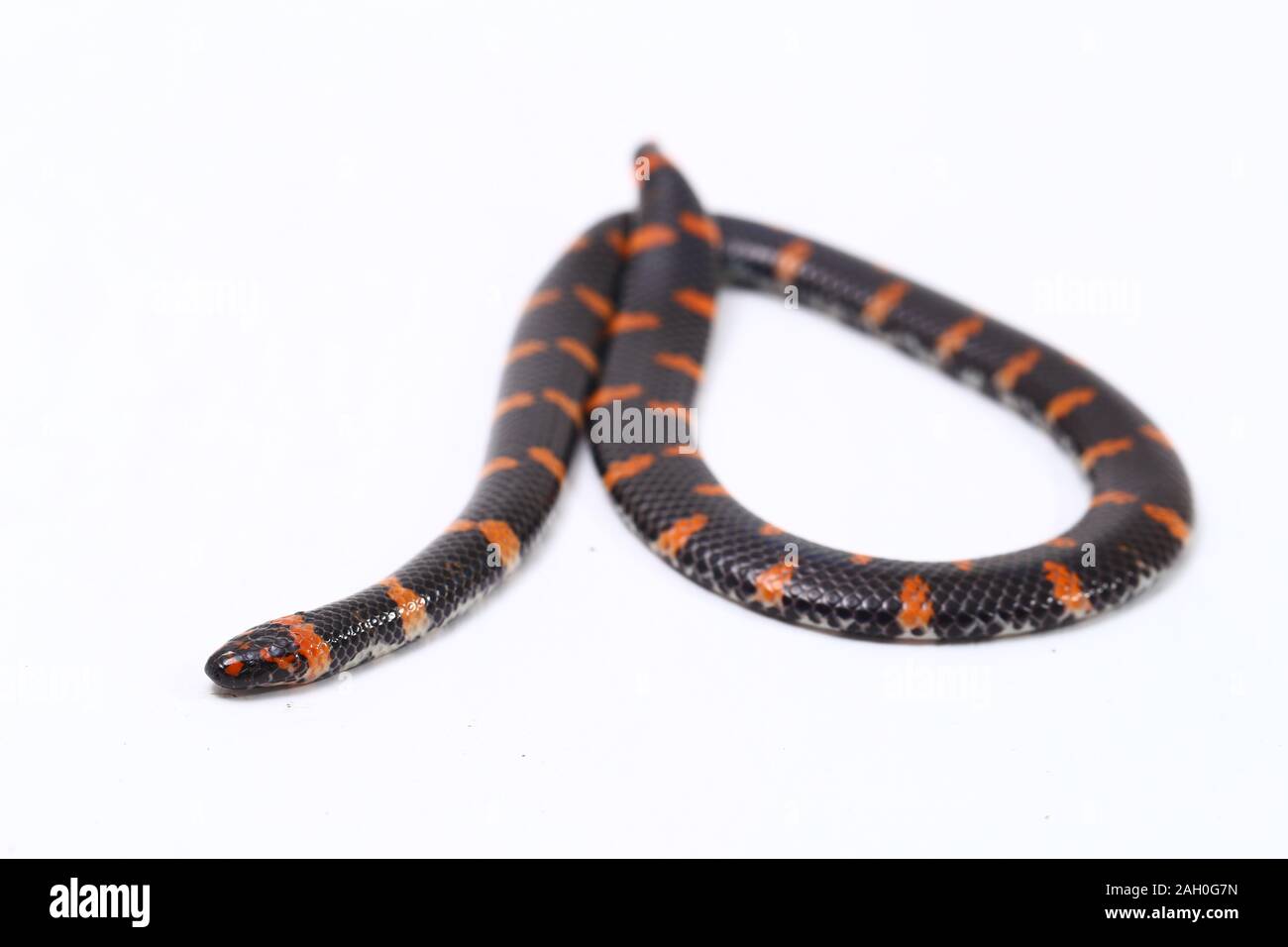 Red-tailed pipe snake (Scientific name Cylindrophis ruffus) isolate on ...