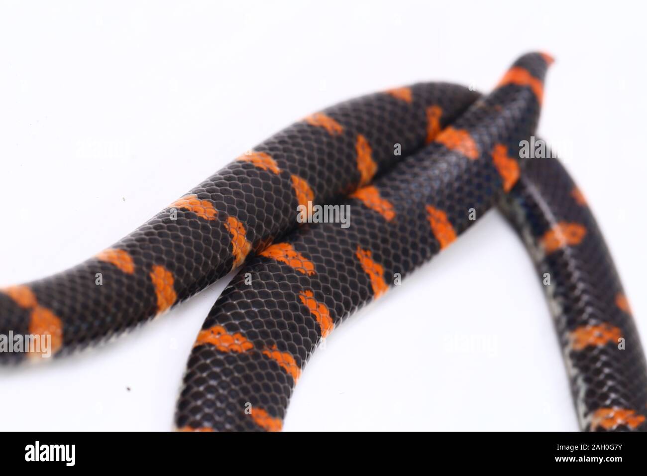 Red-tailed pipe snake (Scientific name Cylindrophis ruffus) isolate on ...