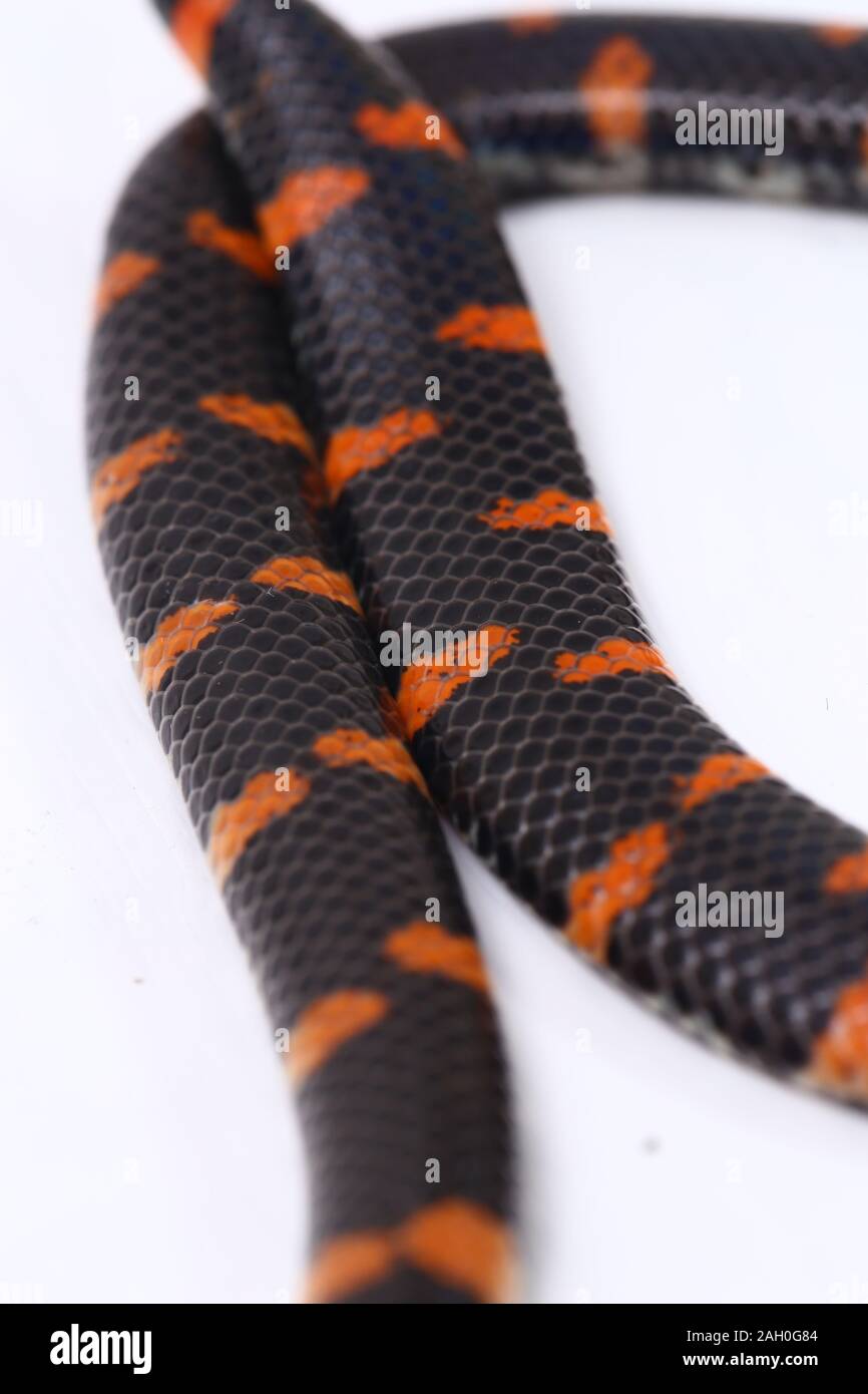 Red-tailed pipe snake (Scientific name Cylindrophis ruffus) isolate on ...
