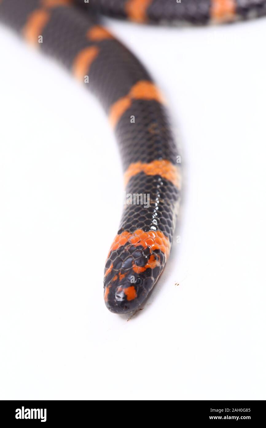 Red-tailed pipe snake (Scientific name Cylindrophis ruffus) isolate on ...
