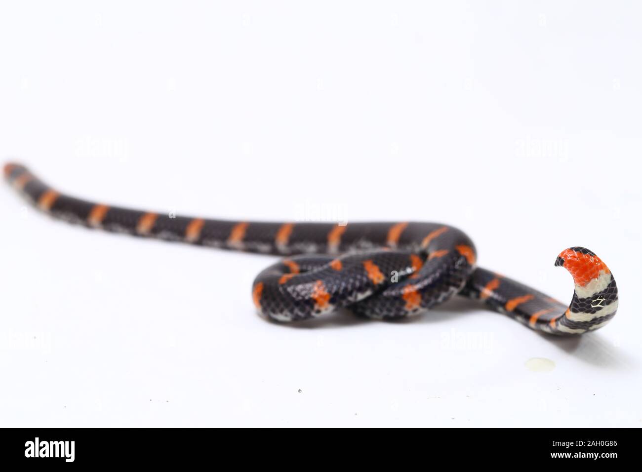 Red tailed pipe snake hi-res stock photography and images - Alamy
