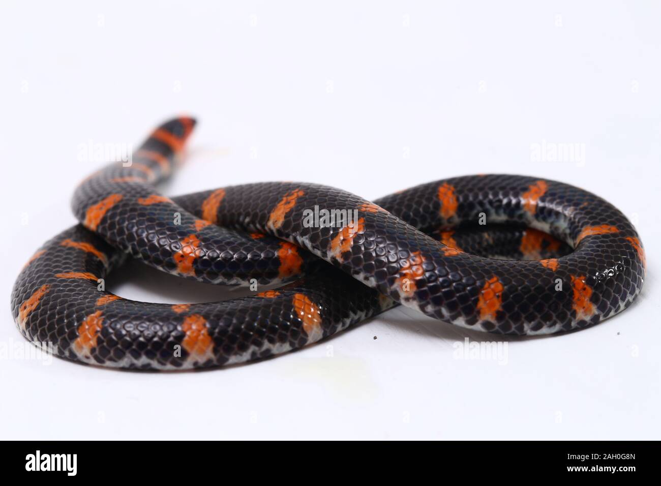 Red-tailed pipe snake (Scientific name Cylindrophis ruffus) isolate on ...