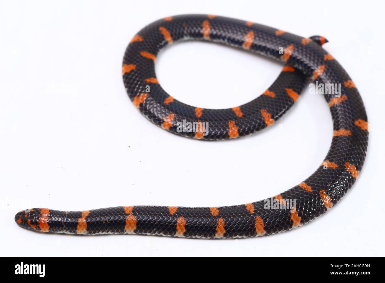 Red-tailed pipe snake (Scientific name Cylindrophis ruffus) isolate on ...