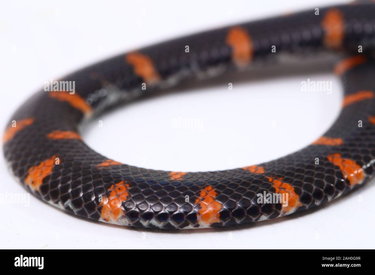 Red-tailed pipe snake (Scientific name Cylindrophis ruffus) isolate on ...