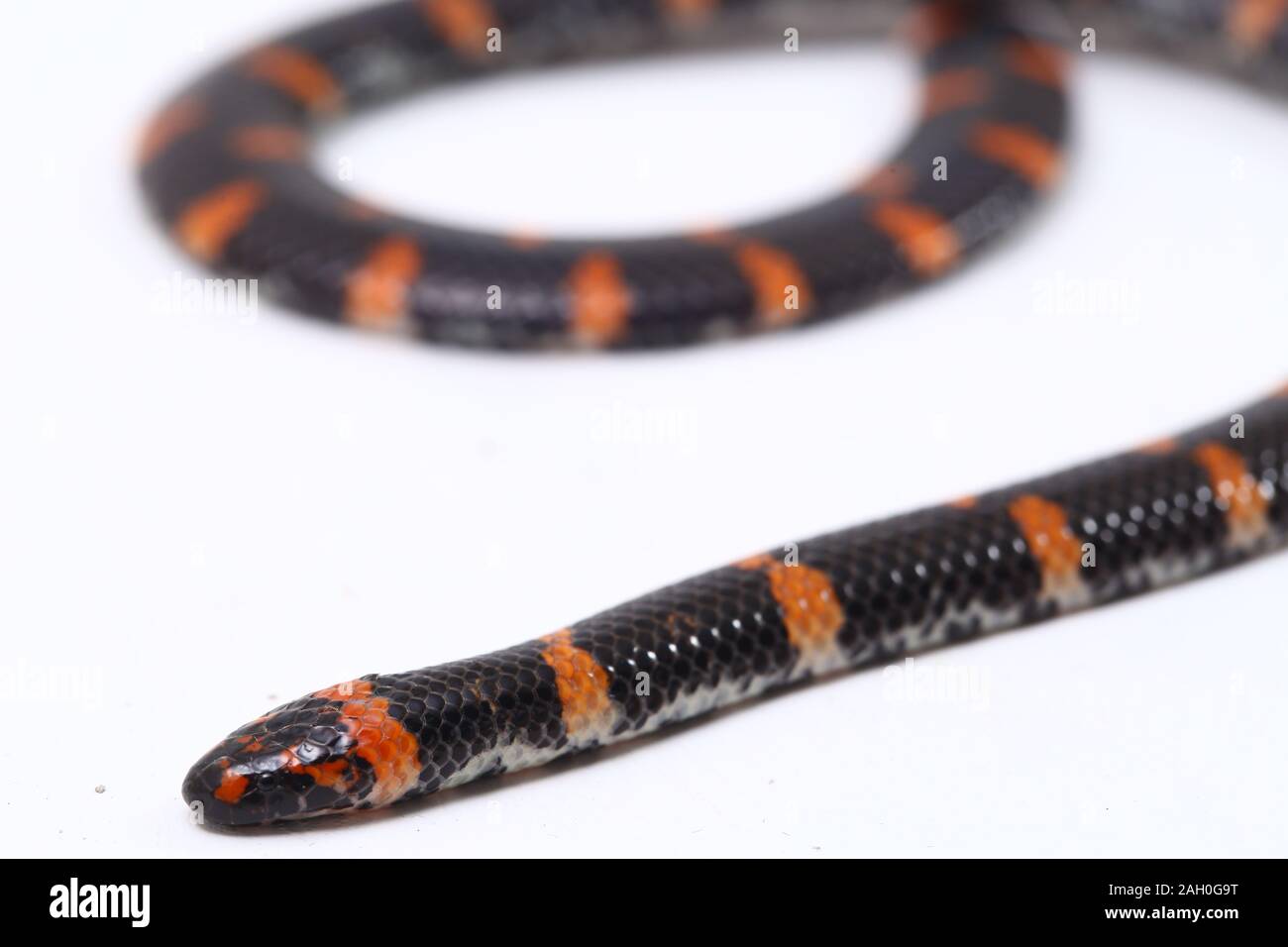 Red-tailed pipe snake (Scientific name Cylindrophis ruffus) isolate on ...