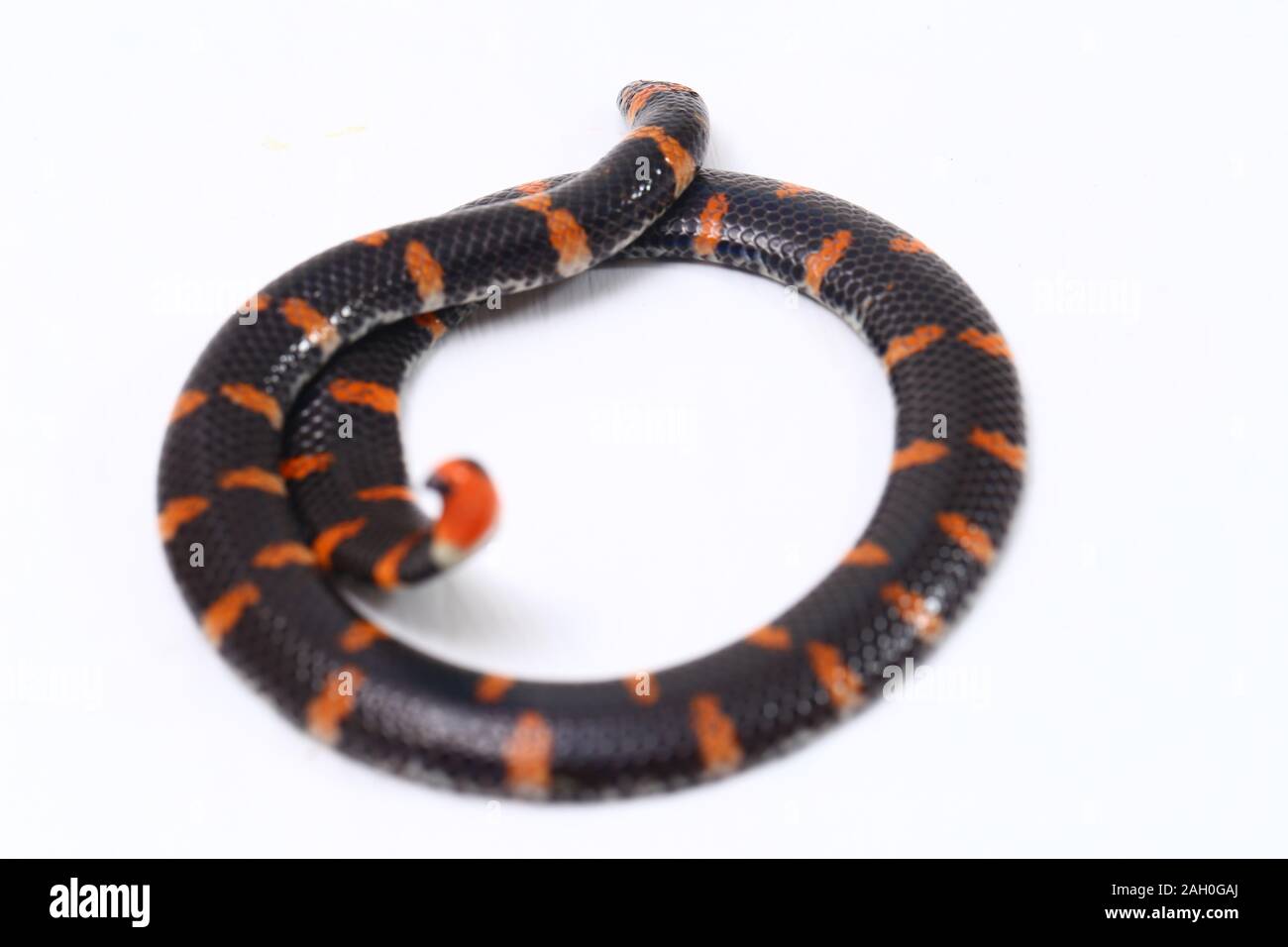 Red tailed pipe snake hi-res stock photography and images - Alamy