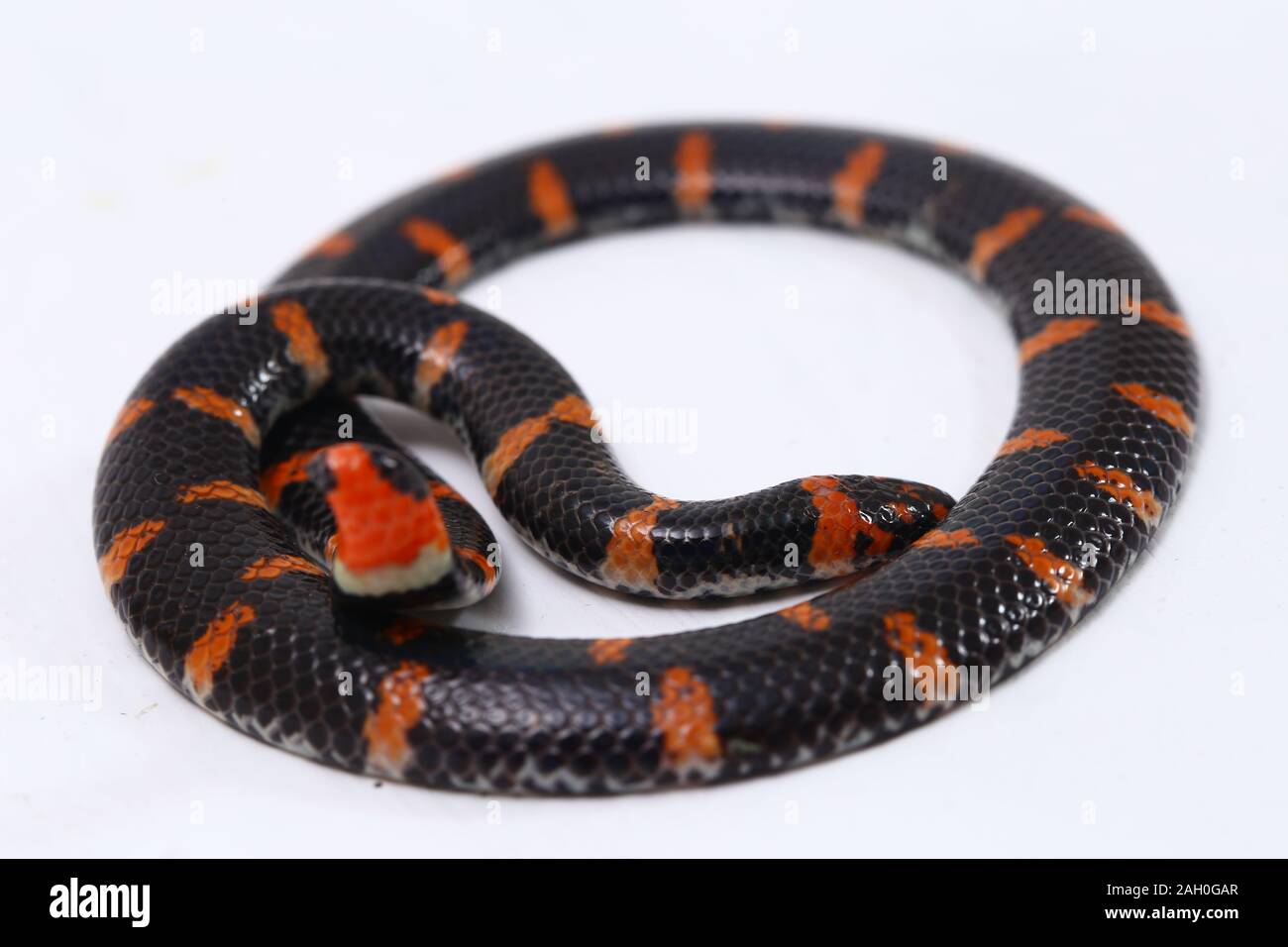 Red-tailed pipe snake (Scientific name Cylindrophis ruffus) isolate on ...