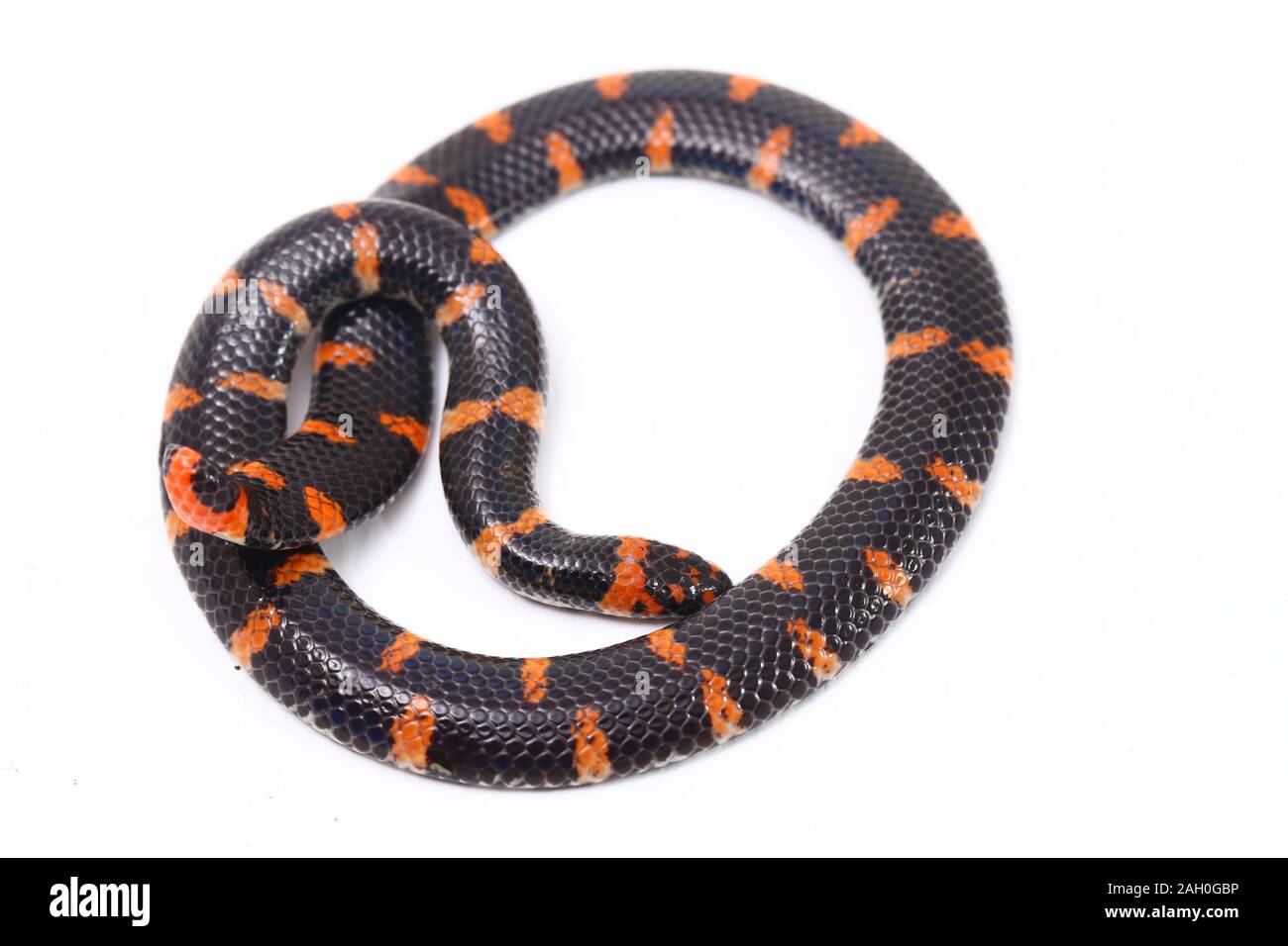 Red-tailed pipe snake (Scientific name Cylindrophis ruffus) isolate on ...