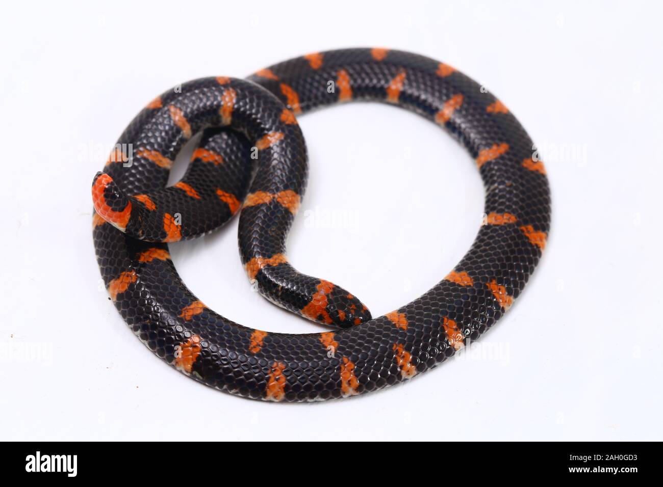 Red-tailed pipe snake (Scientific name Cylindrophis ruffus) isolate on ...