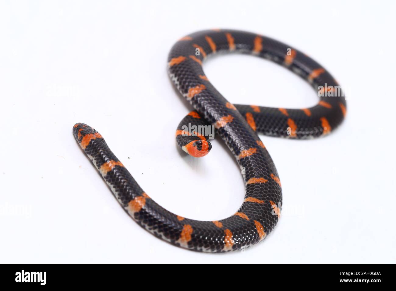Red-tailed pipe snake (Scientific name Cylindrophis ruffus) isolate on ...