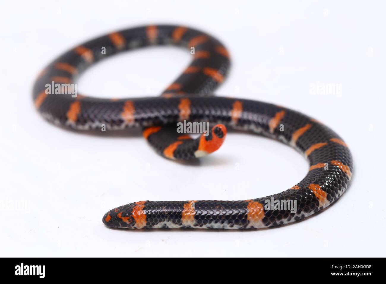 Red-tailed pipe snake (Scientific name Cylindrophis ruffus) isolate on ...