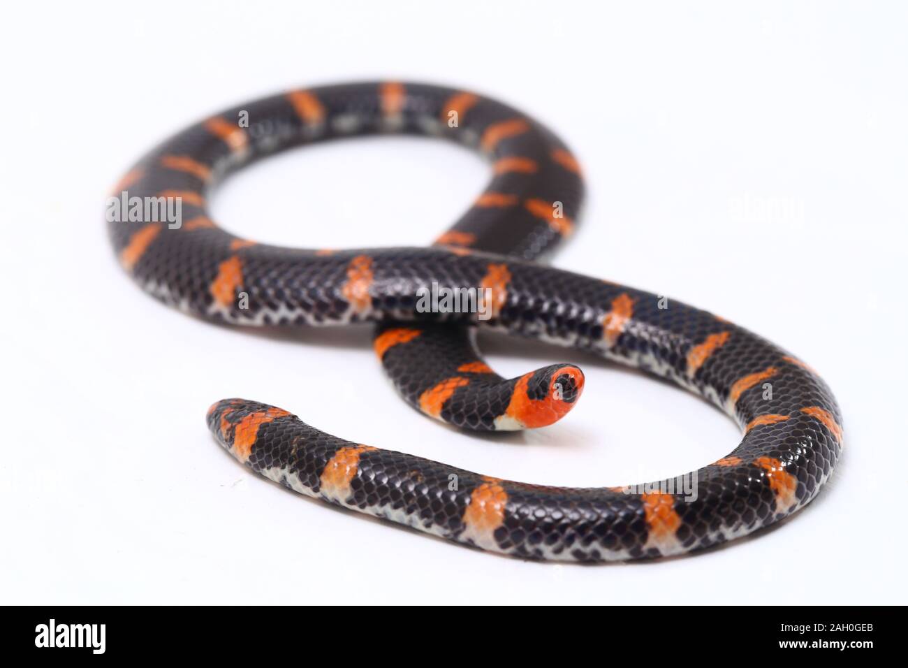 Red-tailed pipe snake (Scientific name Cylindrophis ruffus) isolate on ...
