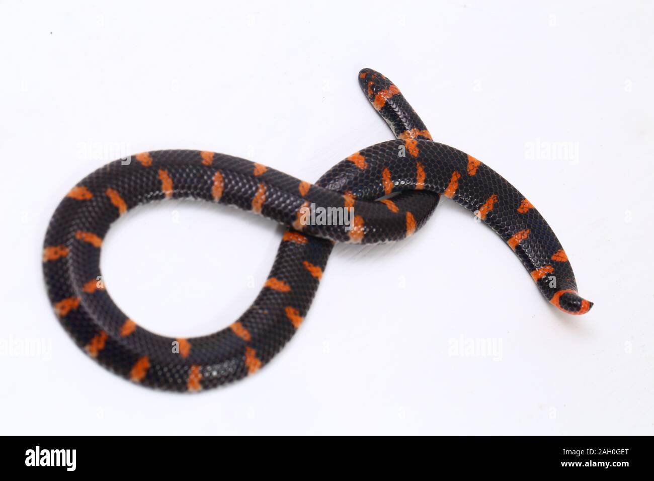 Red tailed pipe snake hi-res stock photography and images - Alamy
