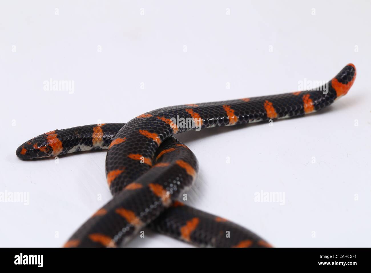 Red-tailed pipe snake (Scientific name Cylindrophis ruffus) isolate on ...