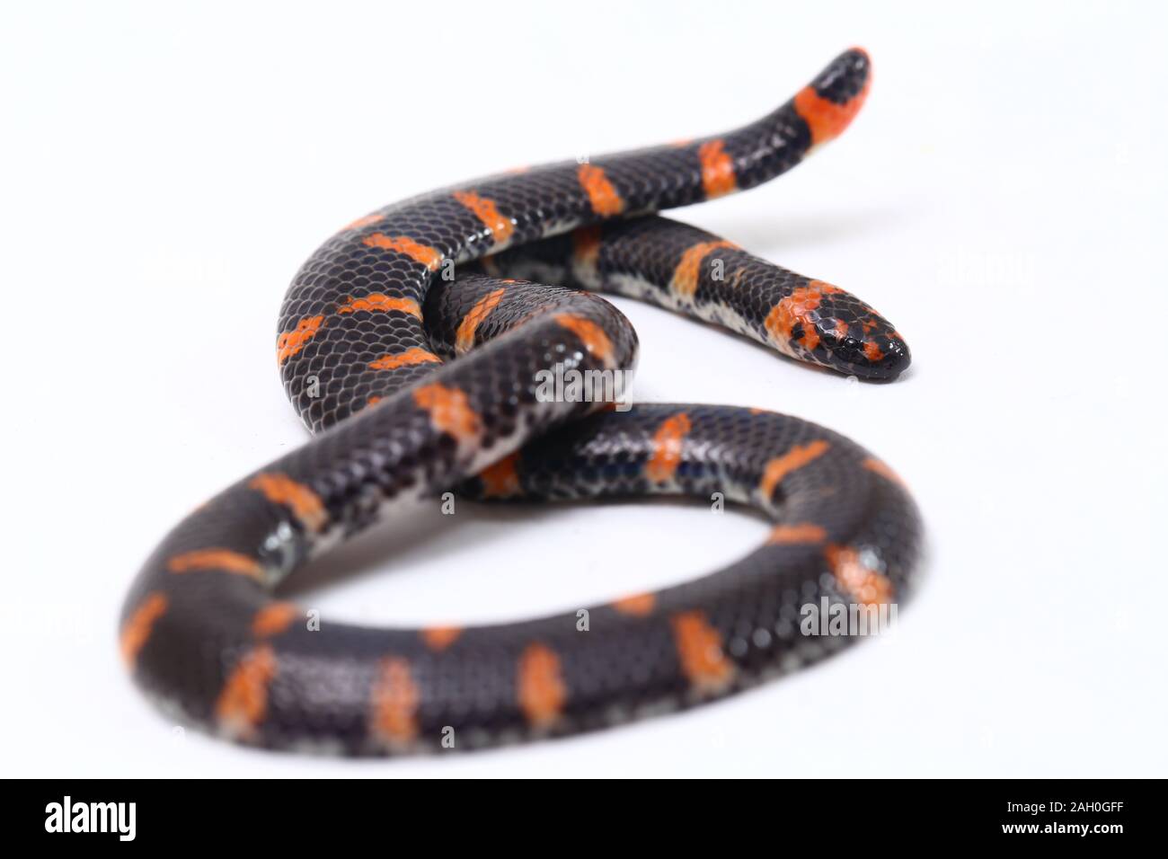 Red-tailed pipe snake (Scientific name Cylindrophis ruffus) isolate on ...