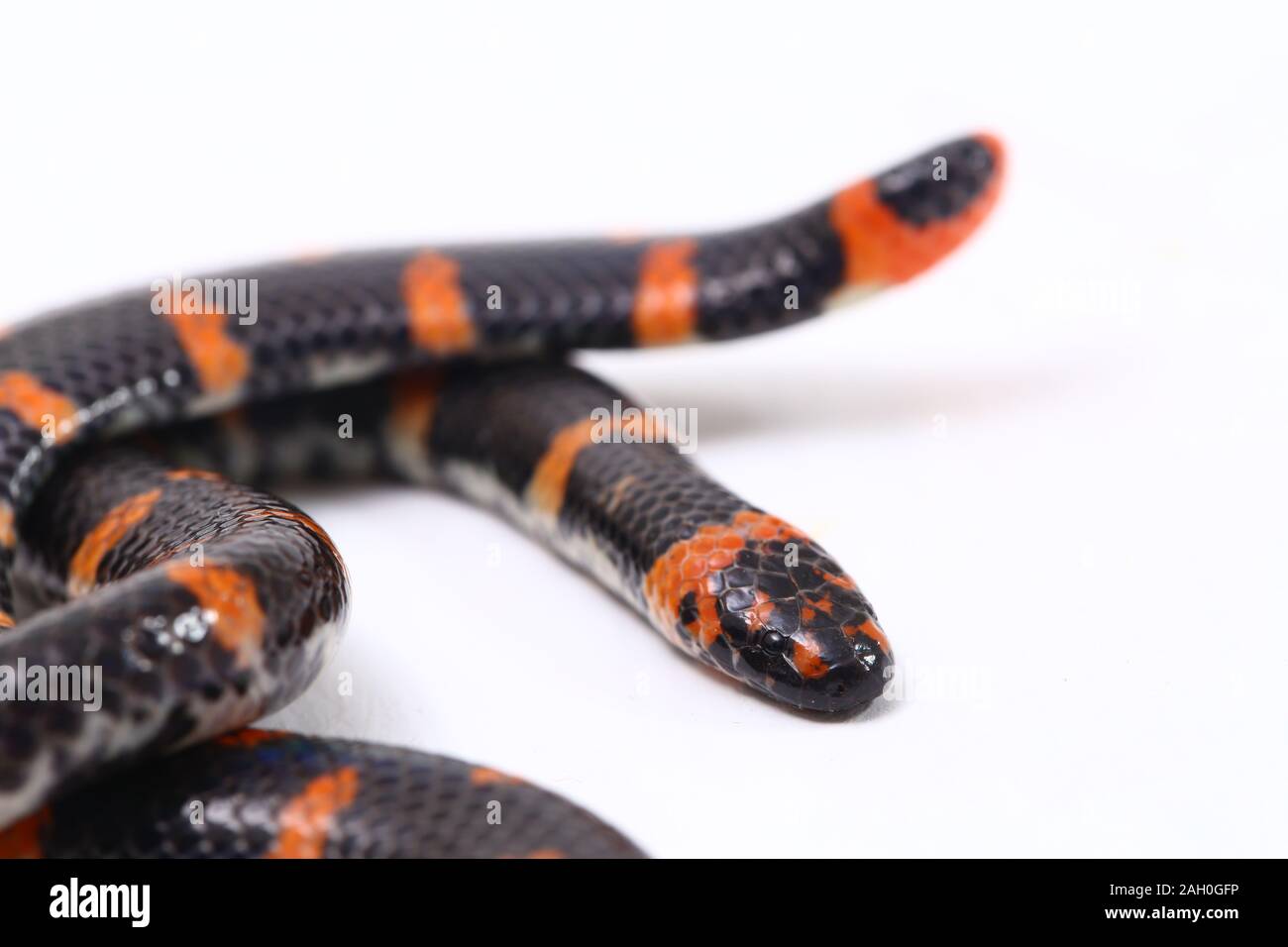 Red-tailed pipe snake (Scientific name Cylindrophis ruffus) isolate on ...