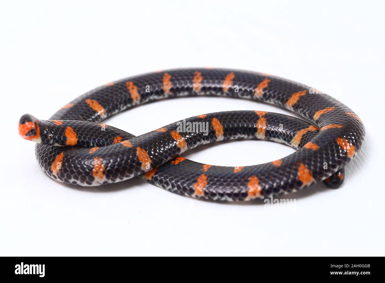 Red-tailed pipe snake (Scientific name Cylindrophis ruffus) isolate on ...