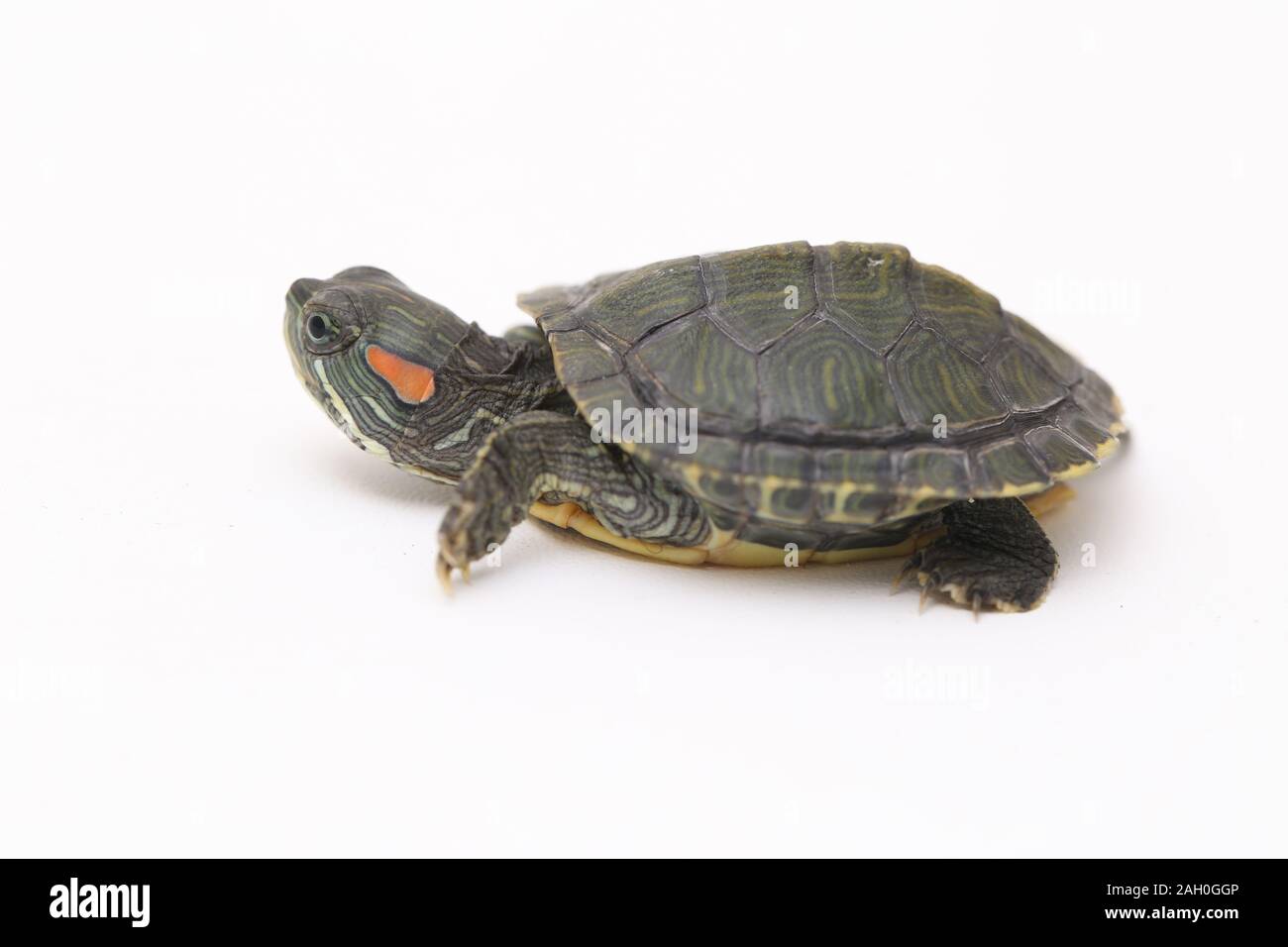 Red-eared Slider (Trachemys scripta elegans)isolated on a white ...