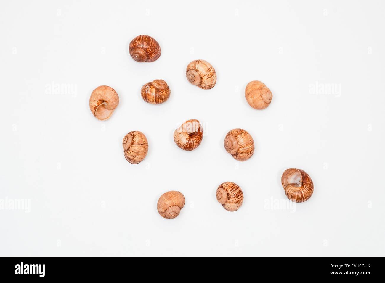 Sticky shells hi-res stock photography and images - Alamy