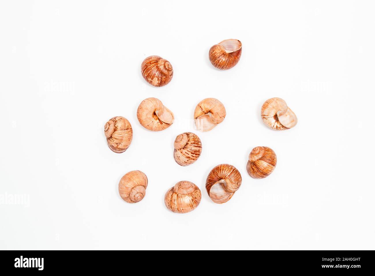 Sticky shells hi-res stock photography and images - Alamy