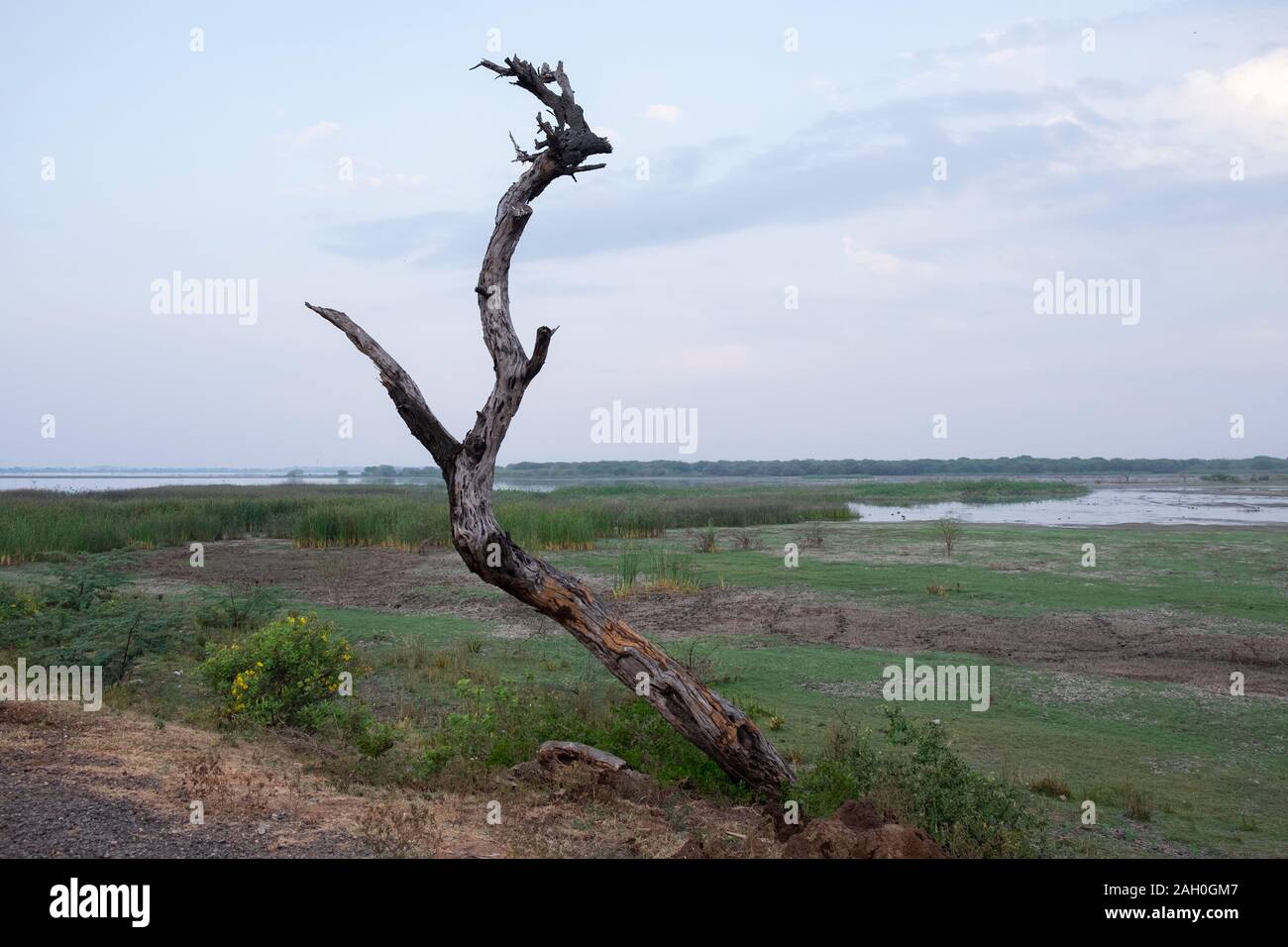 View of dead tree in Karaivetti Bird Sanctuary, Ariyalur District ...