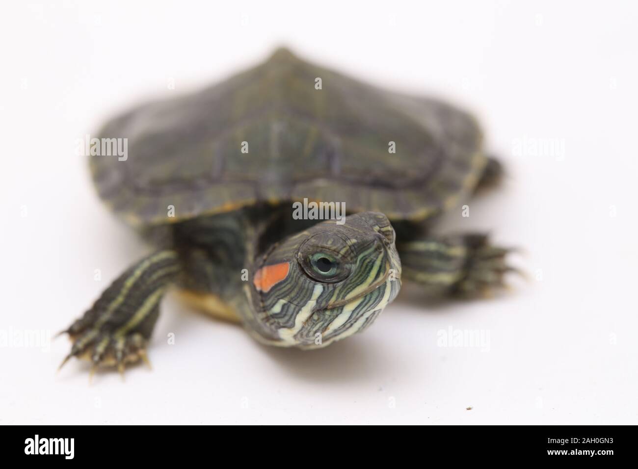 Red-eared Slider (Trachemys scripta elegans)isolated on a white ...
