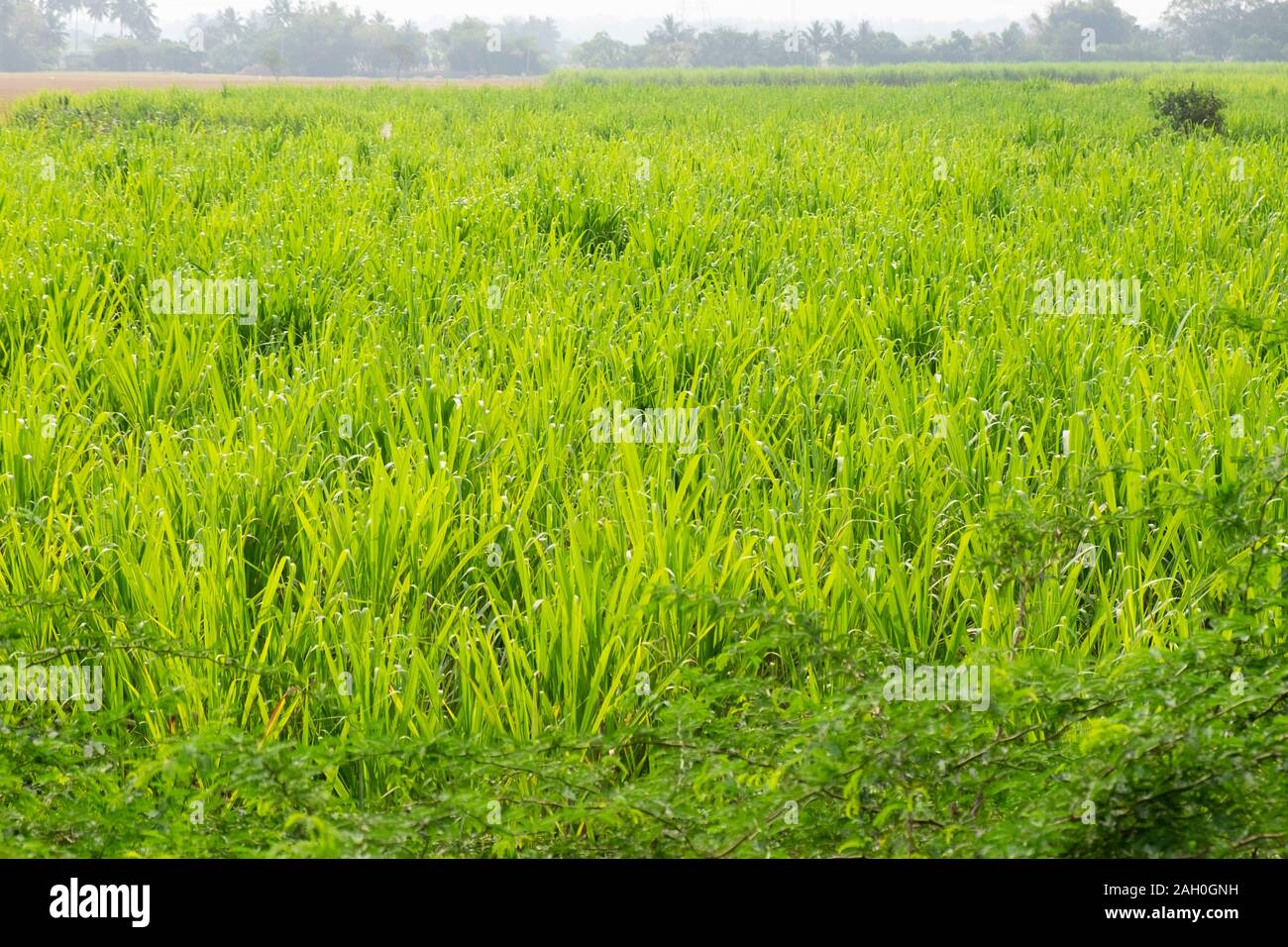 View of rice field in Karaivetti Bird Sanctuary, Ariyalur District ...