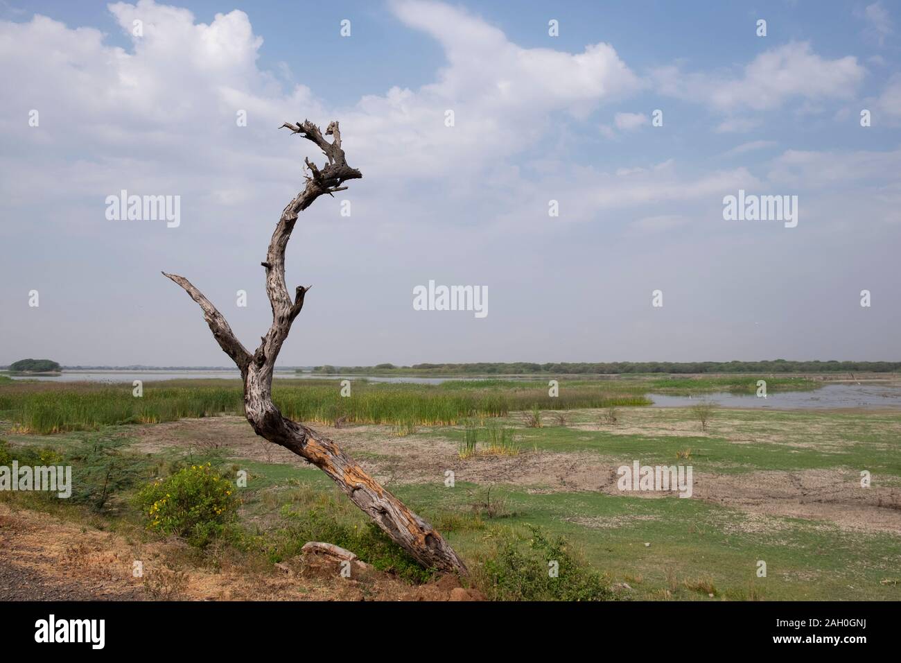 View of dead tree in Karaivetti Bird Sanctuary, Ariyalur District ...