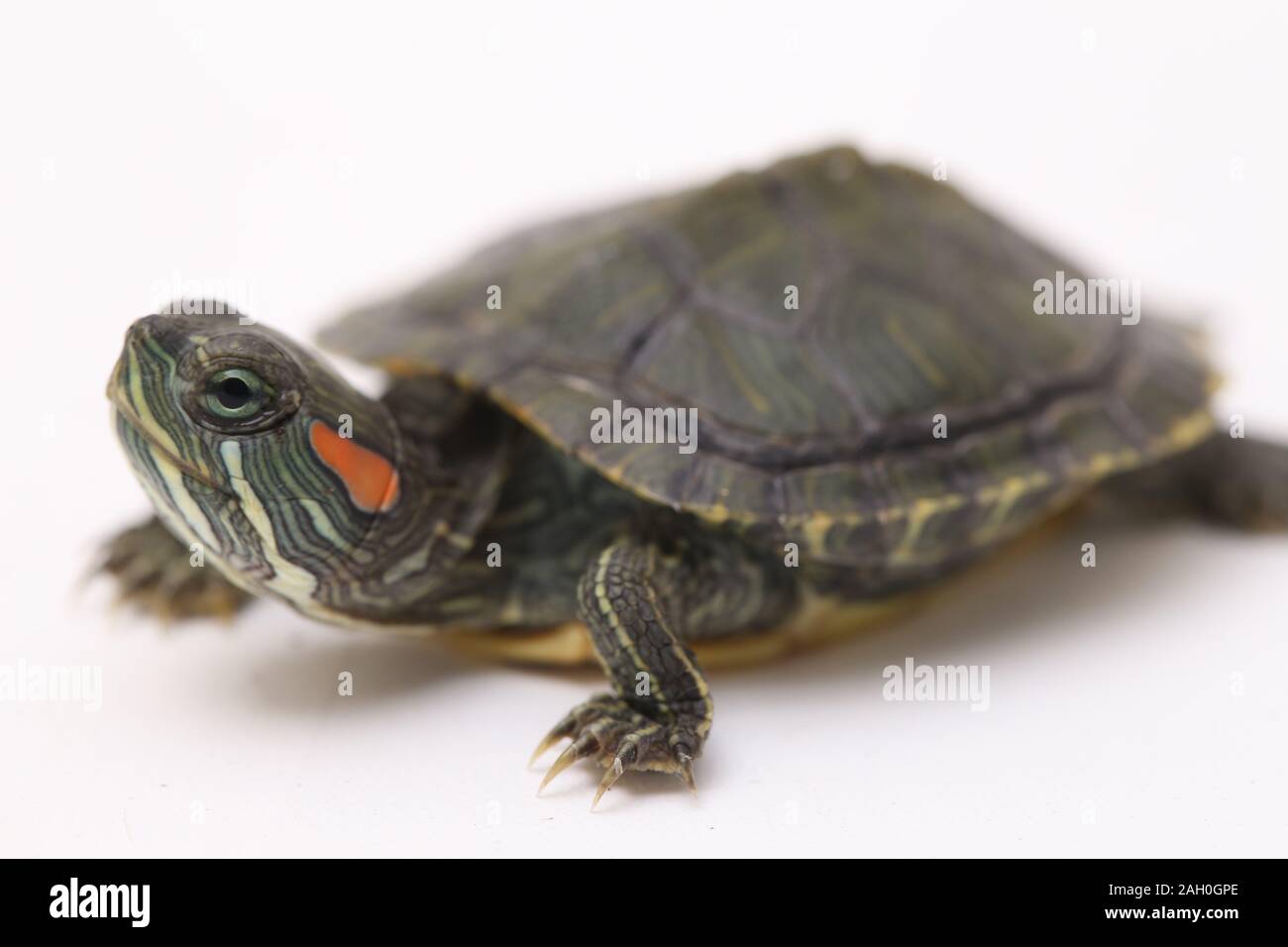 Red-eared Slider (Trachemys scripta elegans)isolated on a white ...