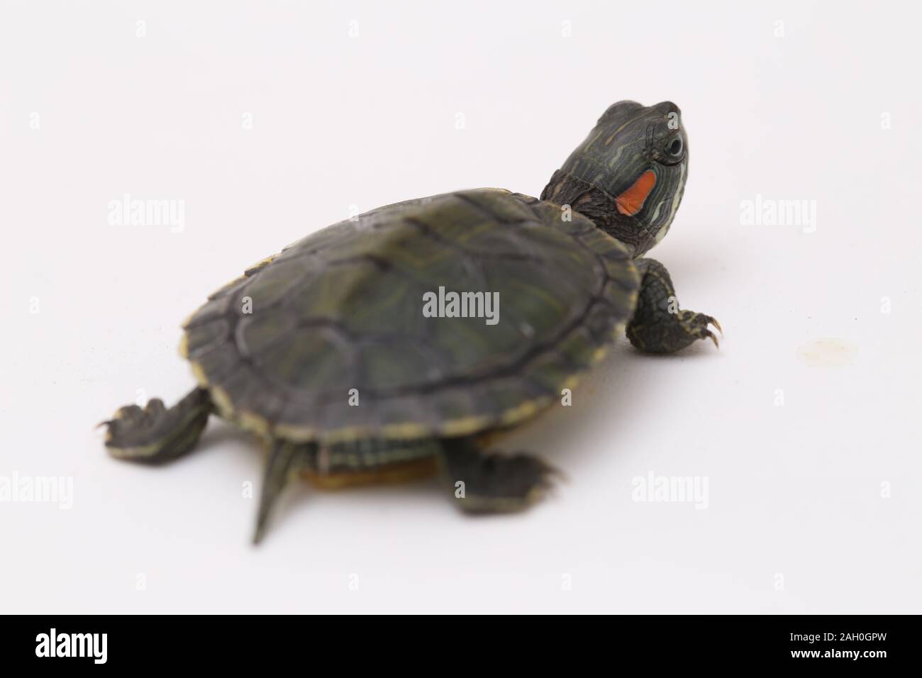 Red-eared Slider (Trachemys scripta elegans)isolated on a white ...