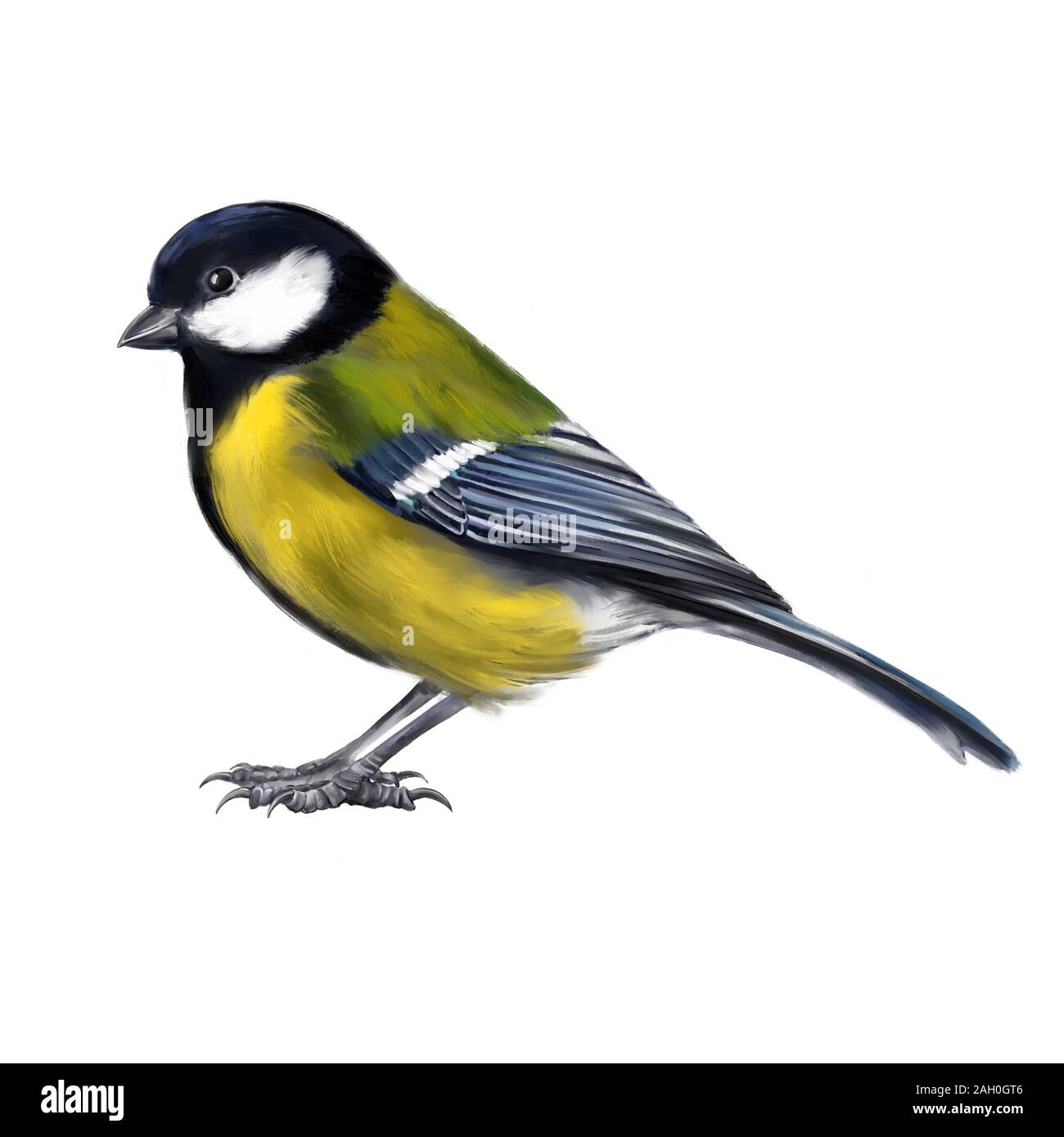 bird titmouse, art illustration painted with watercolors isolated on ...