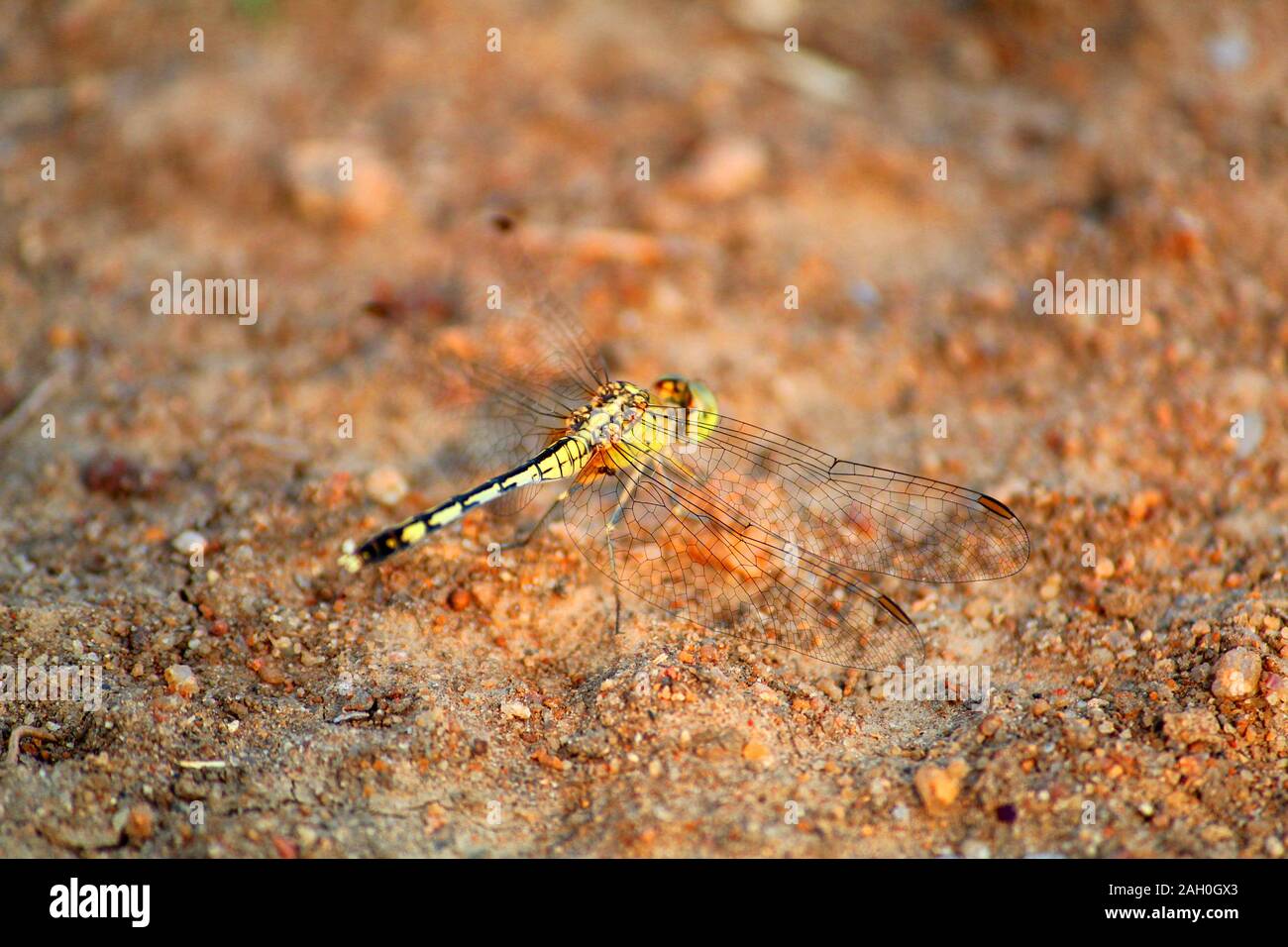 Indian dragonfly hi-res stock photography and images - Alamy