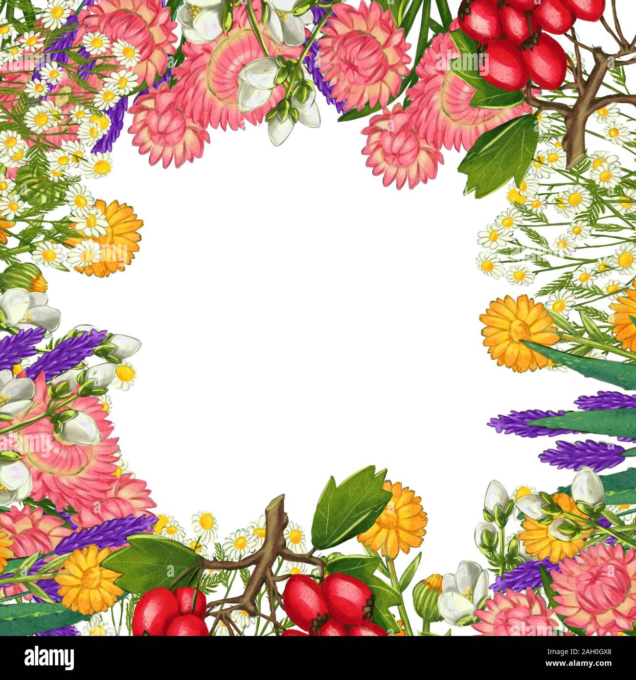 Hand drawn medicinal plant frame. Healing herbs border. isolated on ...