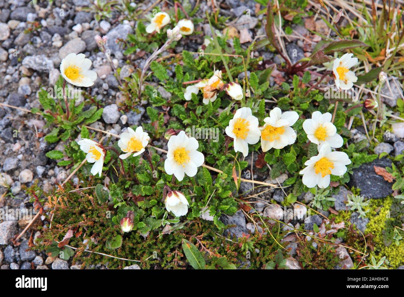 Alpine flowers of Norway. Flora of Saltfjellet-Svartisen National Park ...