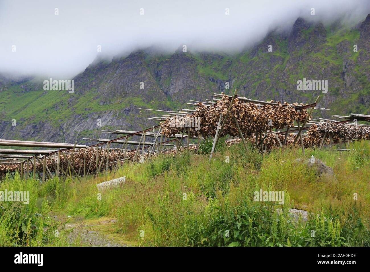 Dried fish in Norway - sun dried cod head stockfish in Lofoten ...