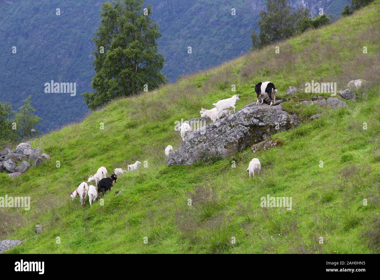 Norwegian mountain goat hi-res stock photography and images - Alamy