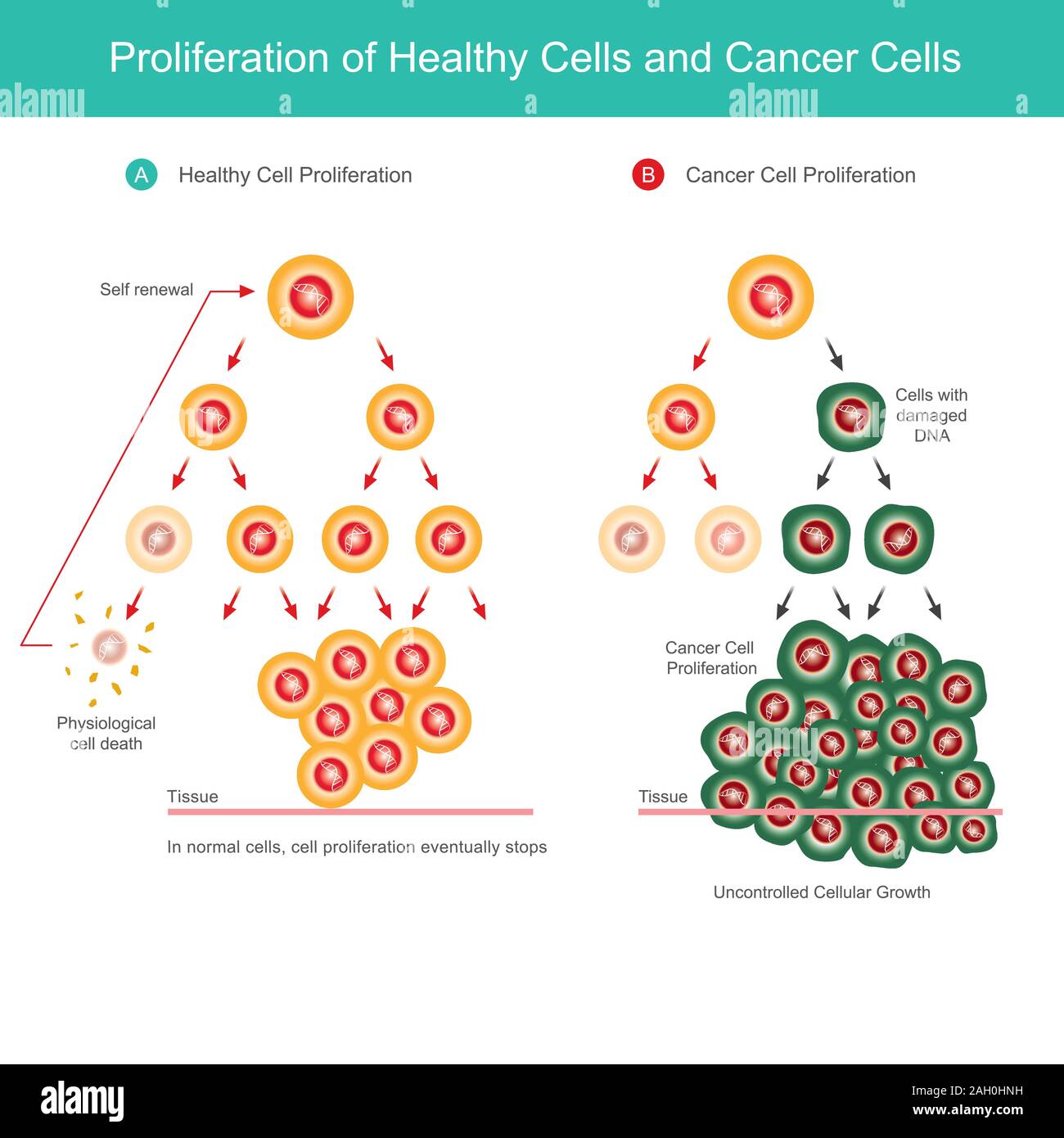 Proliferation of Healthy Cells and Cancer Cells. Comparison ...