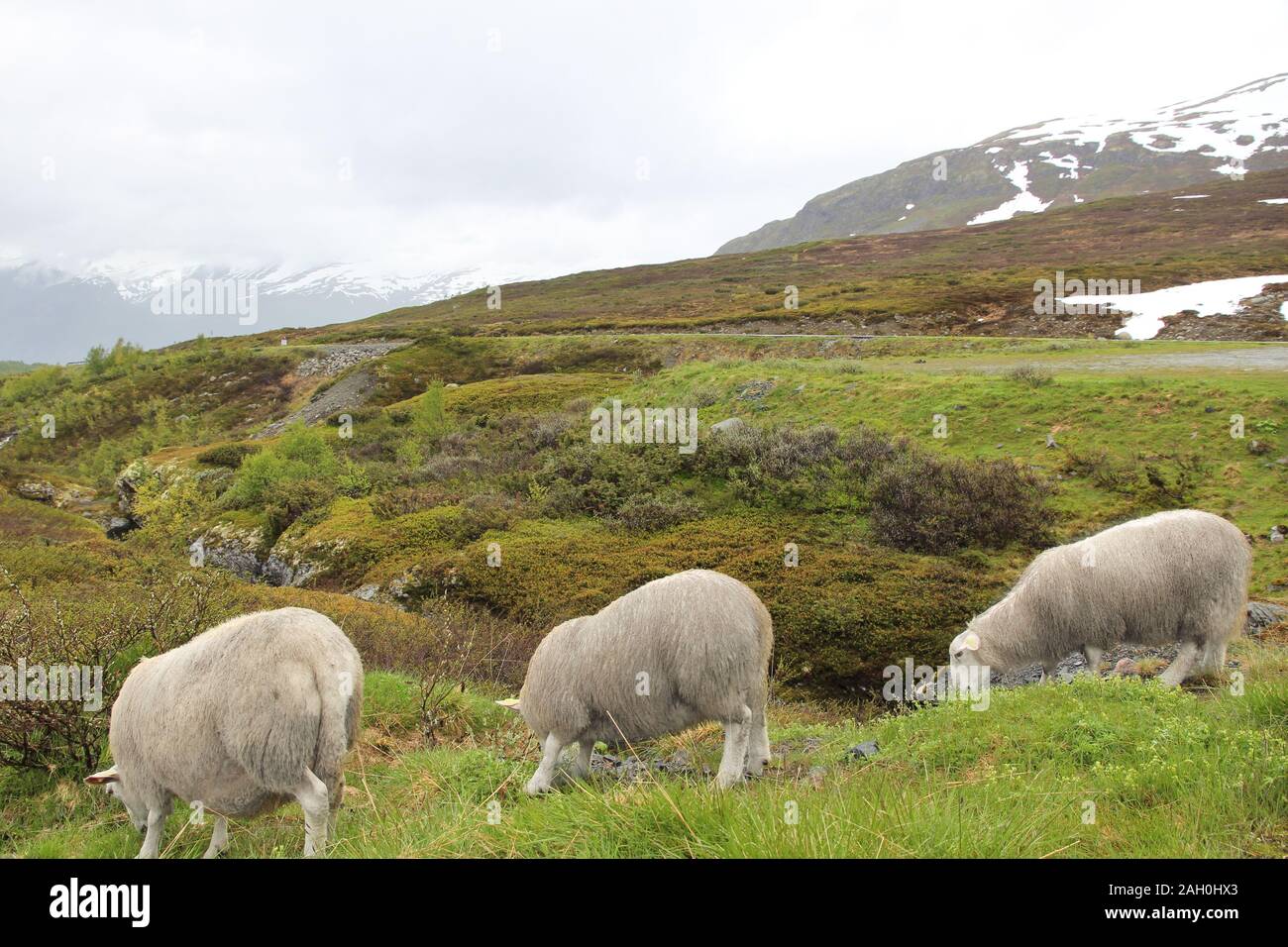 Sheep in tundra biome landscape in Norway. Mountain stream in ...