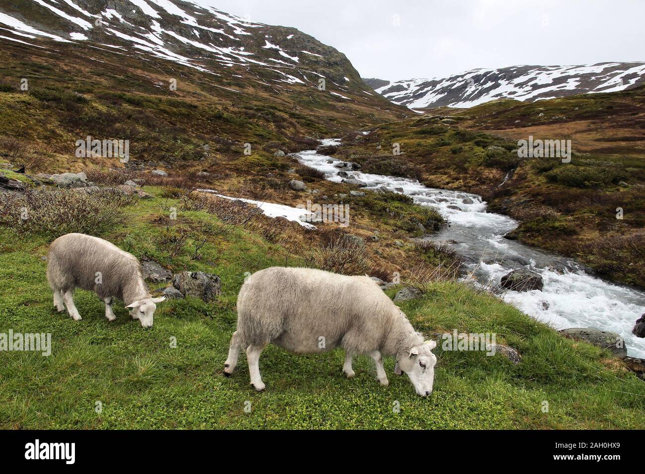 Sheep in tundra biome landscape in Norway. Mountain stream in ...