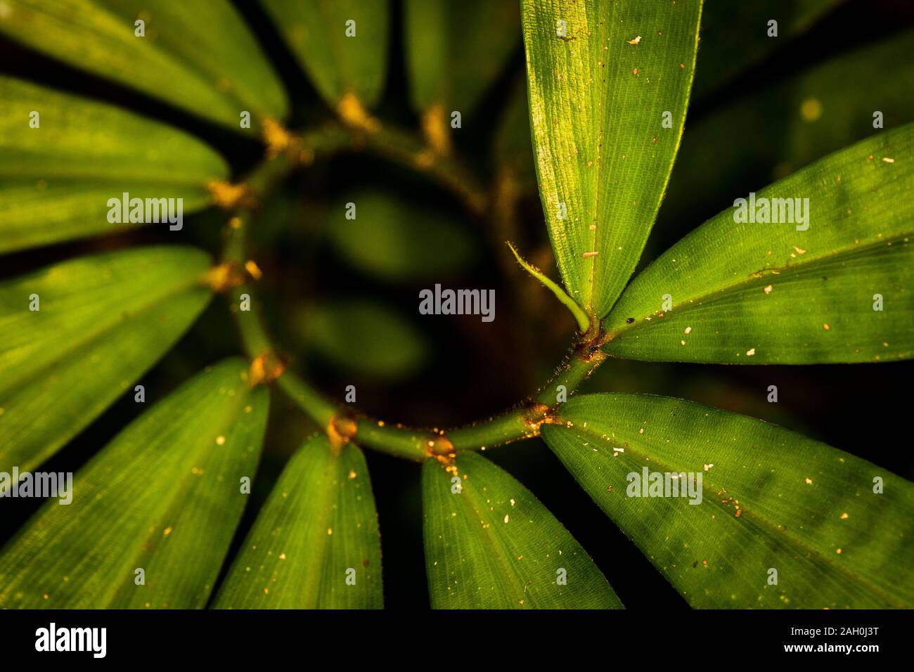 Beautiful spiraling leaf formations in the rainforest at Garduk in the ...