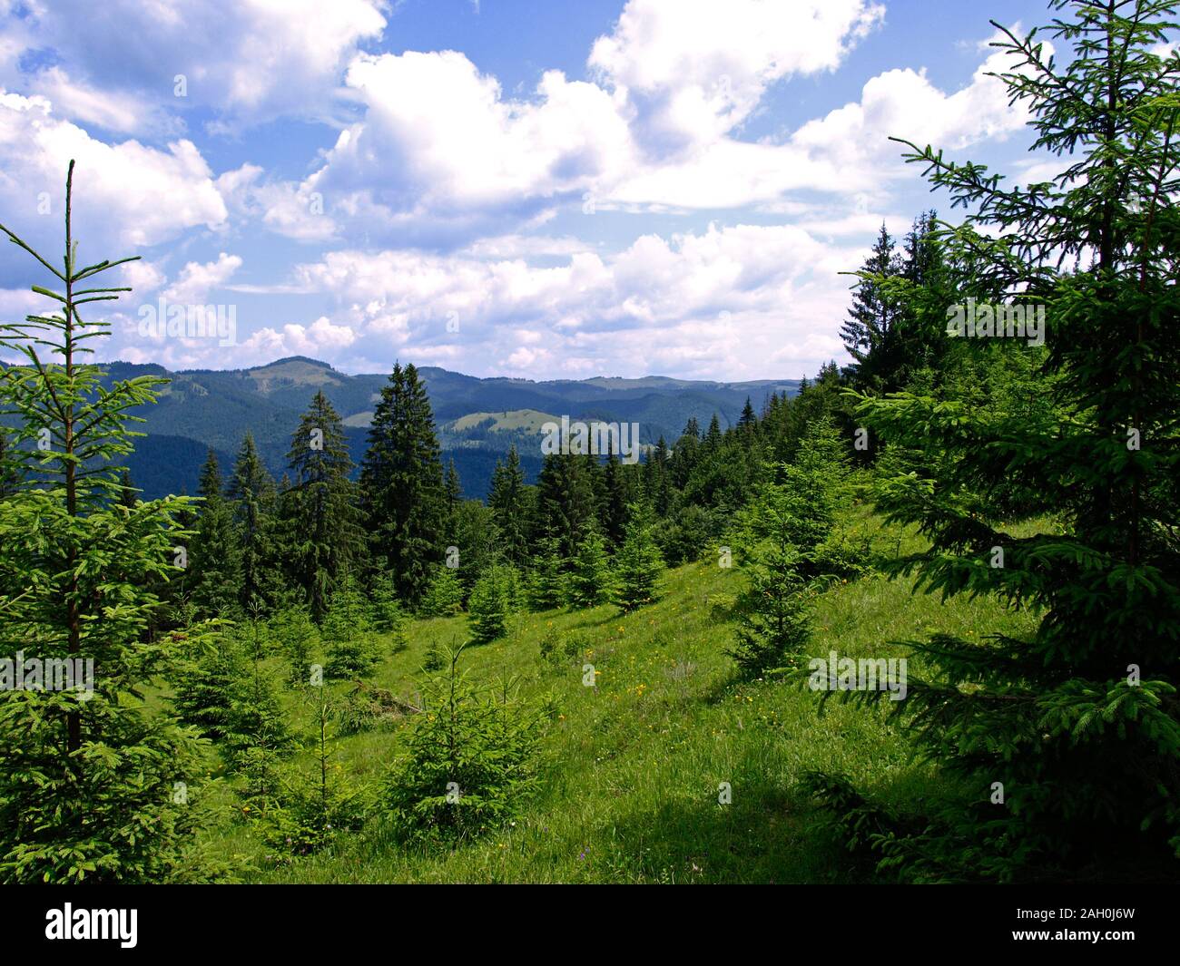 Spruce forest high in green mountains. Picturesque summer mountain ...