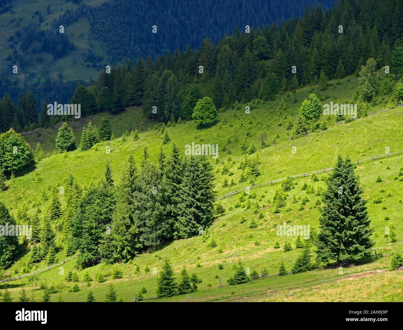 Sunshiny alpine meadow and spruce forest high in green mountains sunlit ...