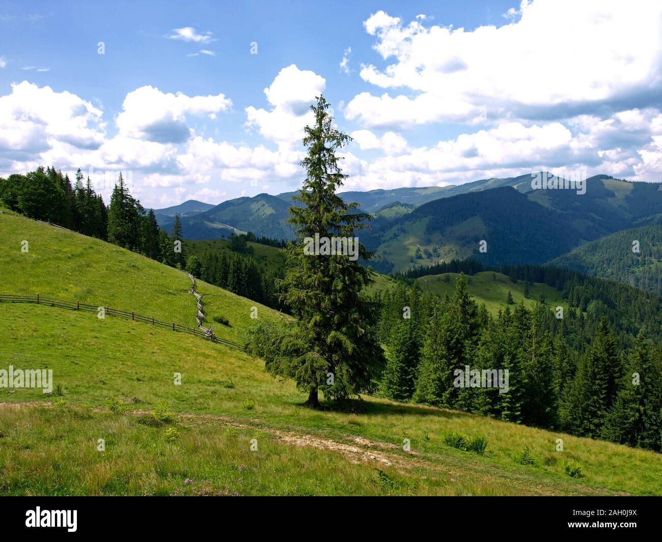 Picea abies hi-res stock photography and images - Alamy