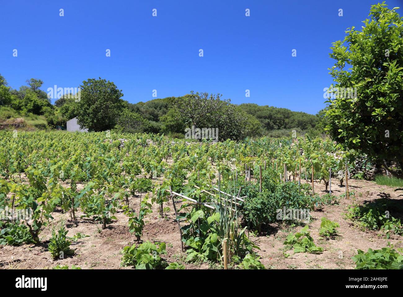 Greece vines hi-res stock photography and images - Alamy