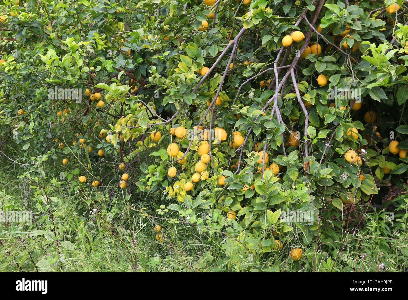 Abandoned and overgrown lemon tree grove in Corfu Island. Agriculture ...