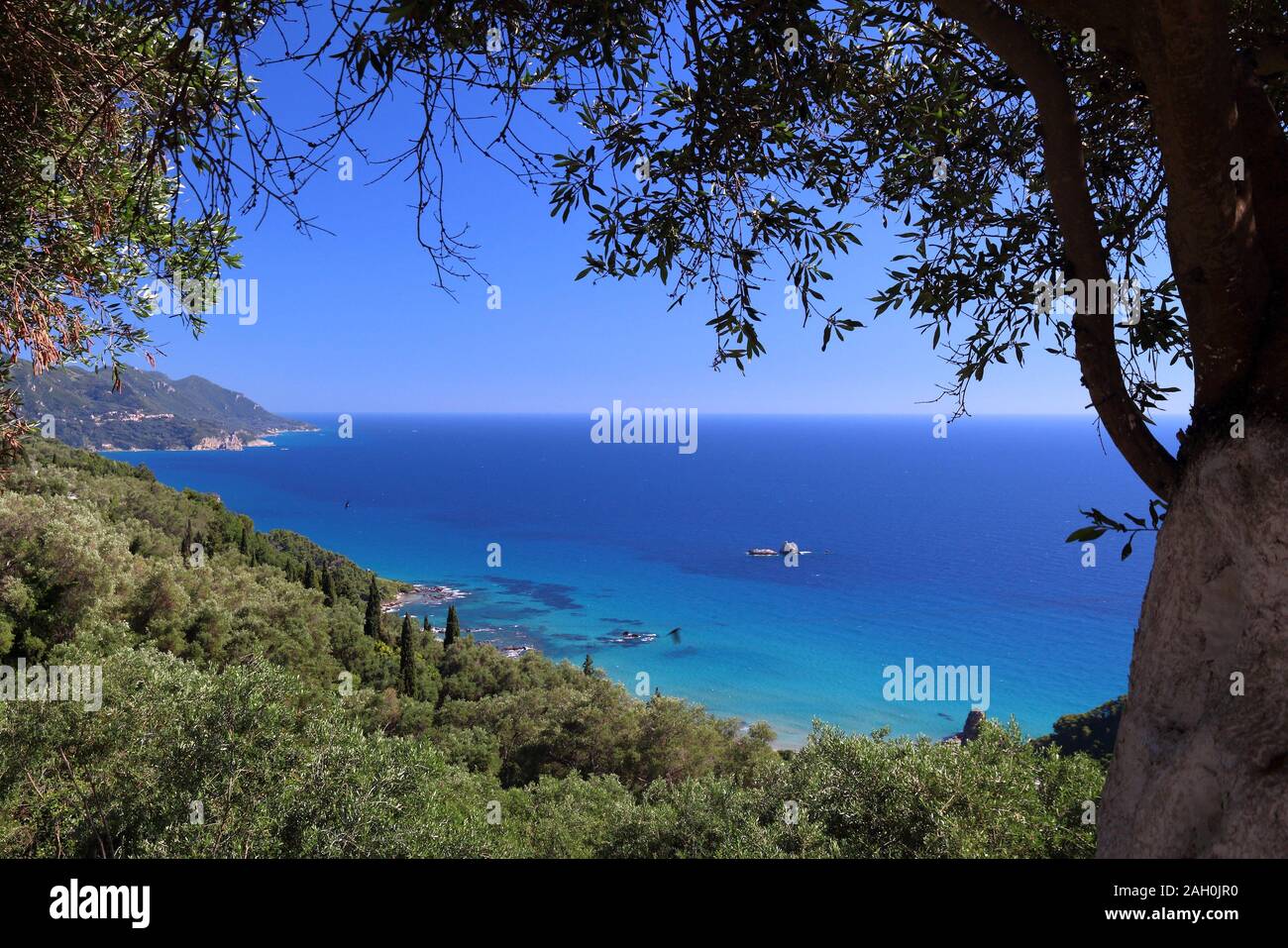 Corfu island olive tree hi-res stock photography and images - Alamy